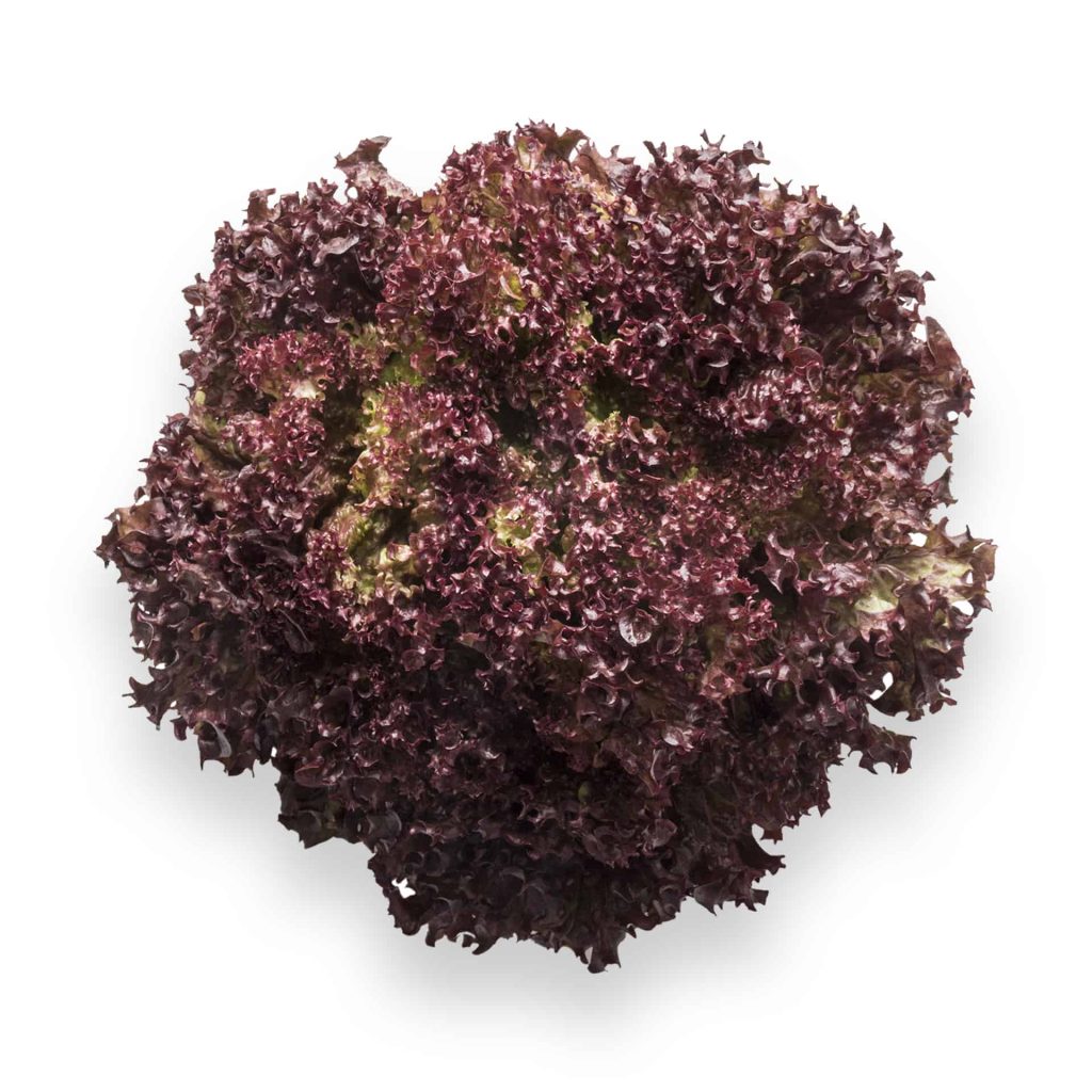 Lollo Rossa - Finagricola